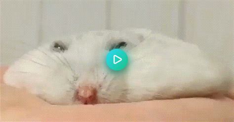 Pancake  On Imgur