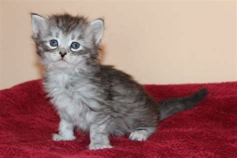 Kocięta Miot M Mars Pretty Siberian