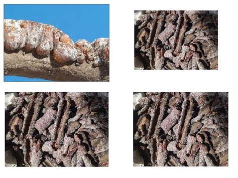 Shellac Manufacturer Exporters Supplier Ranchi Jharkhand