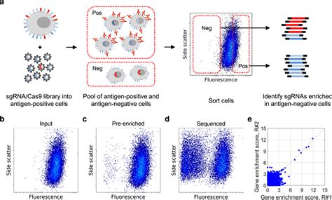 Antibody Target Deconvolution Using Crispr Cas9 Screening A Schematic Download Scientific