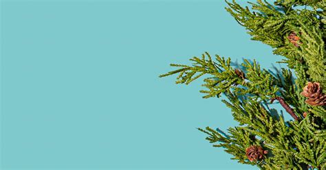 Foto Un Pino Con Conos Y Piñas Fondo Azul Imagen En Unsplash