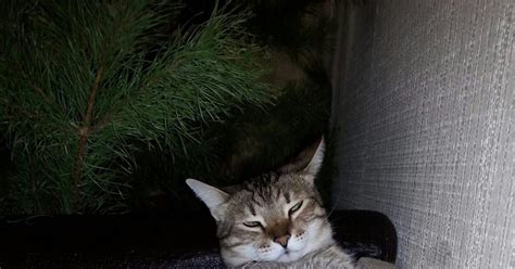 Сиеста Пикабу