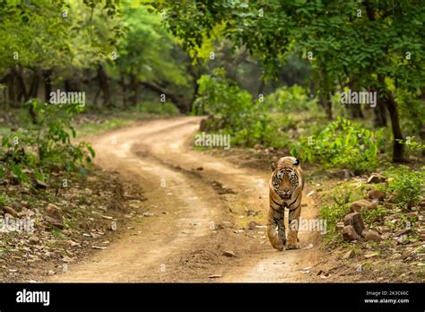 Wild Adult Bengal Male Tiger Or Panthera Tigris Tigris Walking On