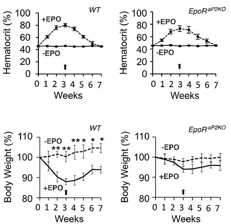 Epo Treatment Reduces Body Weight Independent Of The Increased