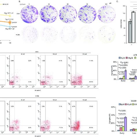 In Vivo Evaluation Of Tumor Inhibition Activity Of Guaiol On Nsclc