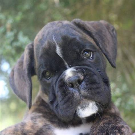Brindle Male 4 Litter O Boxer Puppies Nordom Kennel