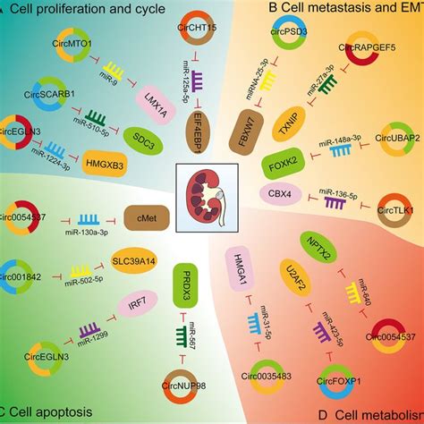 Biogenesis And Function Of Circular Rna Circrna Pre Mrna Can Undergo