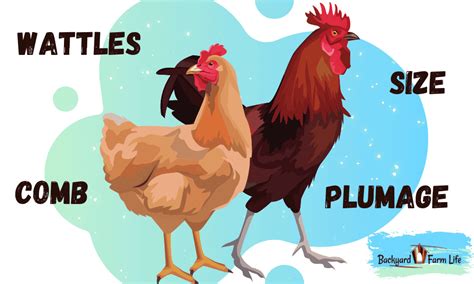 Easter Egger Rooster Vs Hen With Pictures