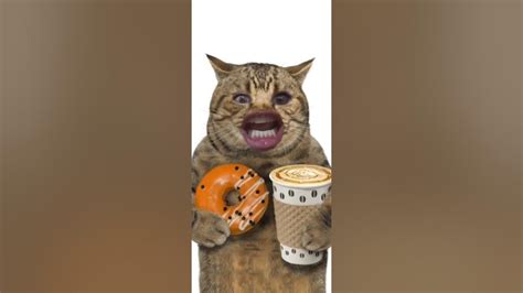 Na For Kittys Youtube