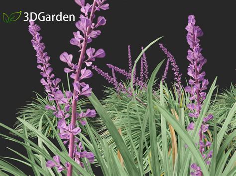 Ophiopogon Japonicus Mondo Grass 3d Model By 3dgardenplants