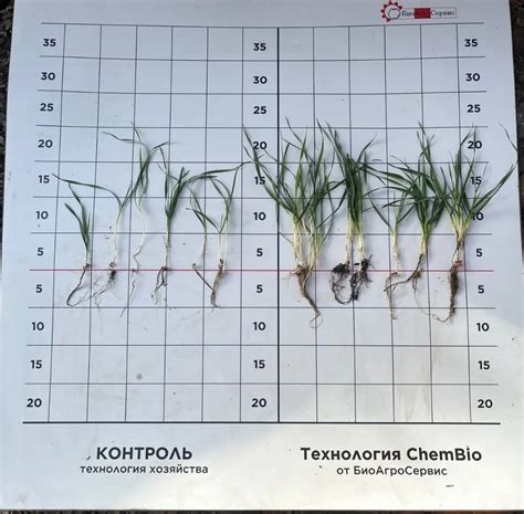 Семена | СЗР | Биология (@bioagroservice) • Instagram photos and videos