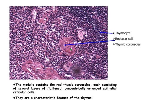 Thymus Cortex Medulla Slide No21 Material Human Fetus Thymus Ppt