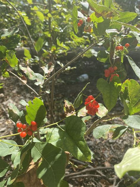 Berry Identification Rforaging