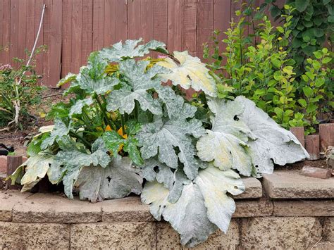 How To Get Rid Of Powdery Mildew Organic Treatment And Prevention
