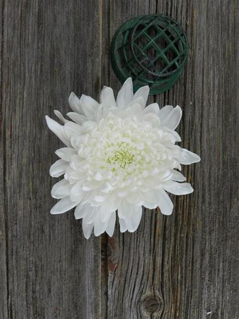 Wholesale Gagarine Cremone White Disbud Mum Delivered Online Flowerfarm