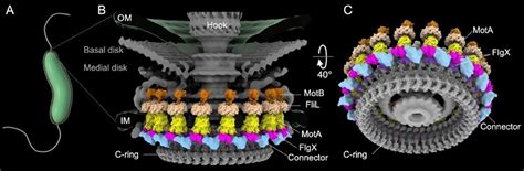 Pnas