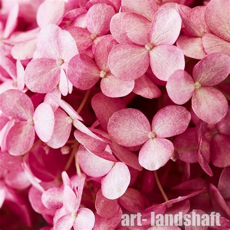 Гортензия древовидная «Magical» Dark Pink ("Меджикал Дарк Пинк ...