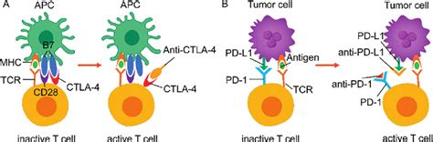 Scheme Illustration Showing The Mechanism Of A CTLA 4 Blockade And