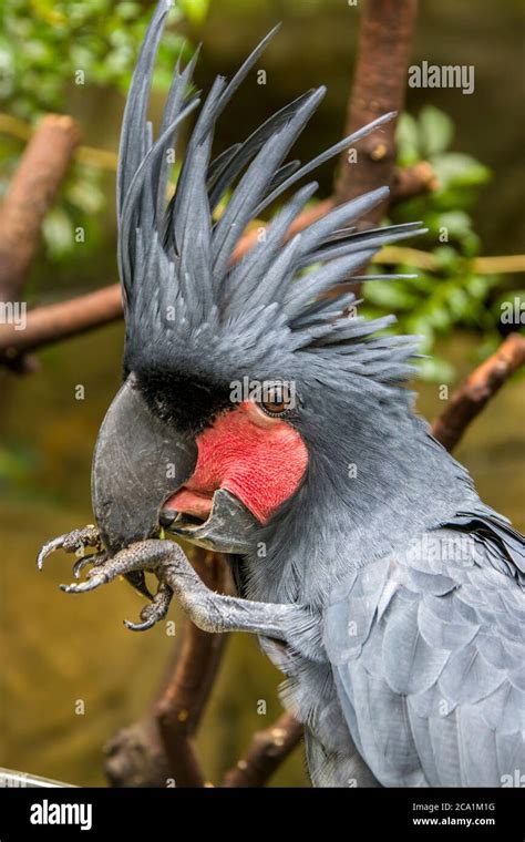 The Palm Cockatoo Probosciger Aterrimus Is A Large Smoky Grey Or