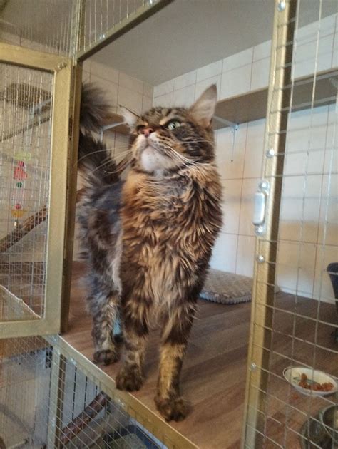 Передержка для кошек в Тюмени, нужна домашняя передержка для котов