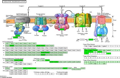 α Synuclein Induced Dopaminergic Neurons Mitochondrial Dysfunction Via