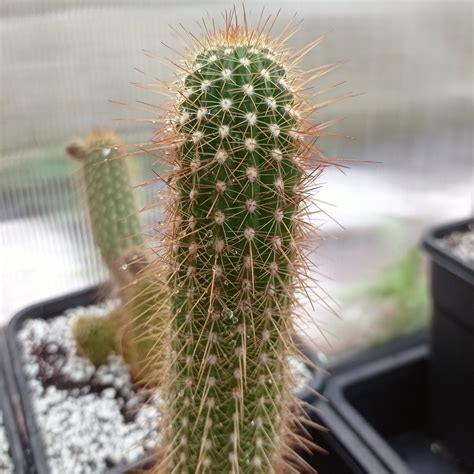 Trichocereus Cactus Species An Introductory Overview Freaky Cacti