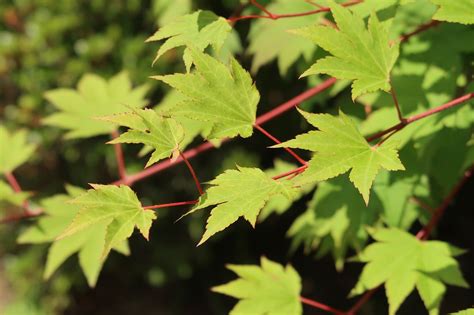 Maple Branch Leaves Free Photo On Pixabay Pixabay
