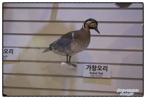 우리나라 새 종류 사진모음 자료로 올려 봅니다 송준석의건강스토리 네이버 블로그