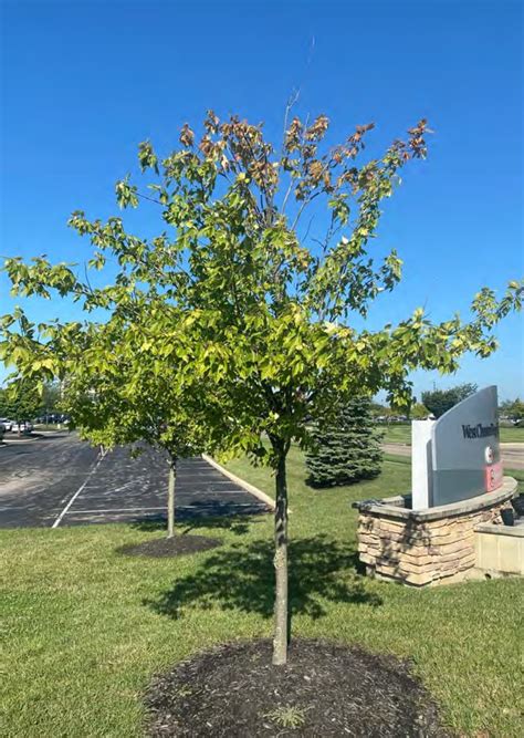 Preserving Suburban Greenery Understanding Declining Trees And