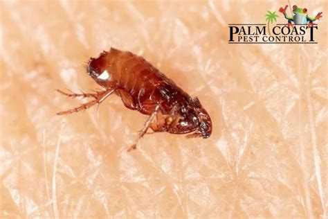 What Do Fleas Really Look Like How To Spot Them Early