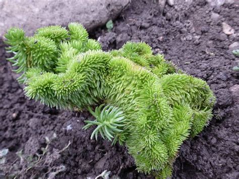 Очиток отогнутый кристанум | Plants, Herbs