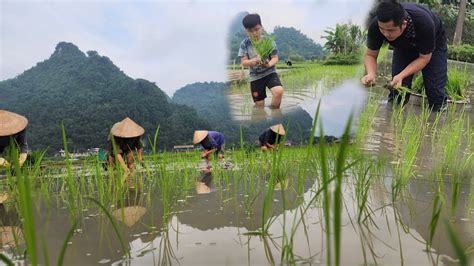 Wet Rice Growing Process Help From Neighbors Idyllic Village Life
