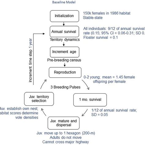 Simulated Red Tree Vole Population Trajectory Through 36 Years Of