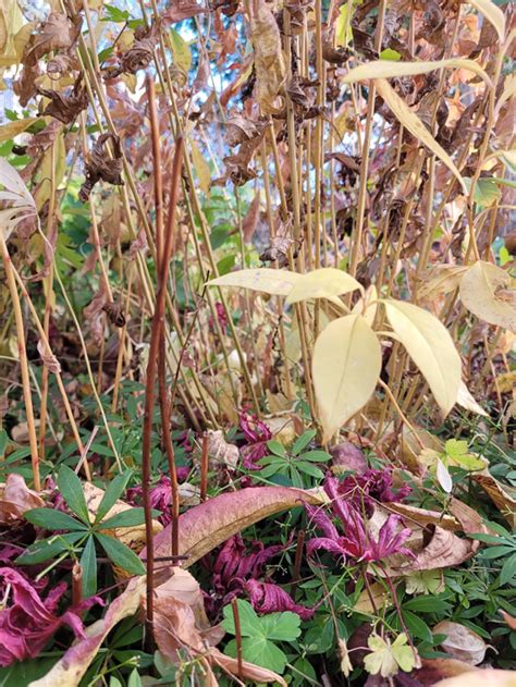 Vivre Dans Lombre Des Autres Jardinier Paresseux