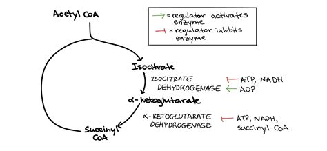 Isocitrate Dehydrogenase Reaction