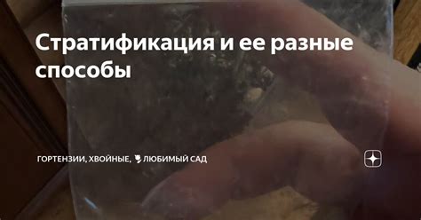 Стратификация и ее разные способы Гортензии хвойные 🌷любимый сад Дзен