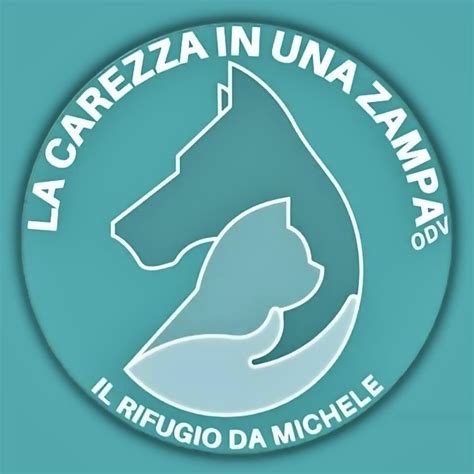 Buona Sera A Tutti è Bene Che Ci Focalizziamo Sui Nostri Cani Che è Meglio Quattro