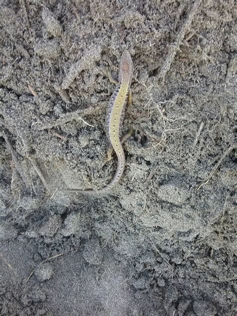 Elgaria Coerulea Shastensis Shasta Alligator Lizard Humboldt Life