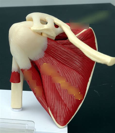 Exam Diagram Quizlet