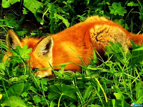 Fuchs Roter Fuchs Tiere Bild Beste Kostenlose Fotos