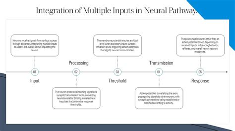 Integration Of Multiple Inputs In Neural Pathways Polysynaptic Ppt Demonstration St Ai Ss Ppt