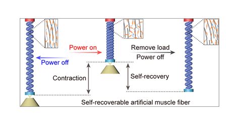 Pretension Free And Self Recoverable Coiled Artificial Muscle Fibers With Powerful Cyclic Work