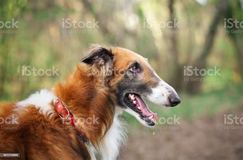 러시아 Wolfhound 개 Borzoi Sighthound Russkaya Psovaya Borzaya Psovi 늑대의