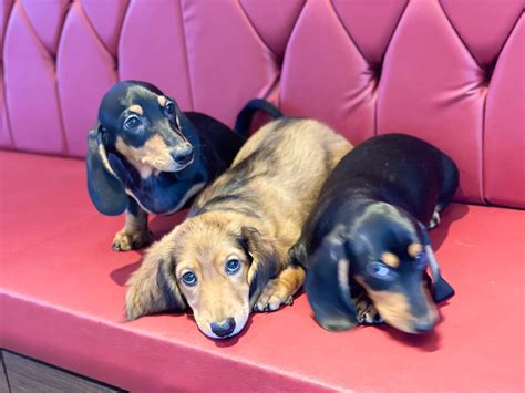 닥스훈트 댄디주니어스타보이 사모예드특징 스피츠특징 시바견특징 시베리안허스키특징 시츄특징 요크셔테리어특징 웰시코기특징 이탈리아그레이하운드특징 치와와특징 코카스파니엘특징