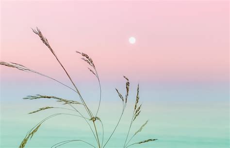 Morning Leaf Pink Sky Weather K Wallpaper Hd Nature Wallpapers K Wallpapers Images Backgrounds