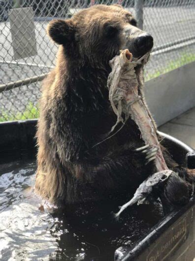 Photos And Videos Wsu Bear Center Washington State University
