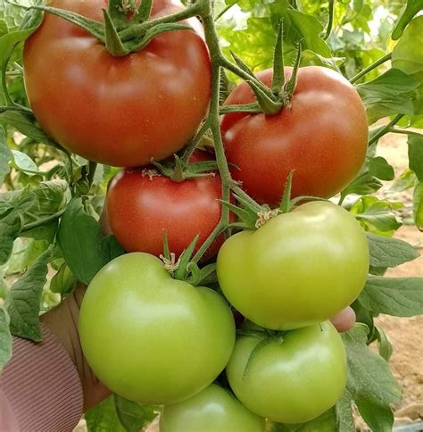 العلوم الزراعية Agriculture On Reels