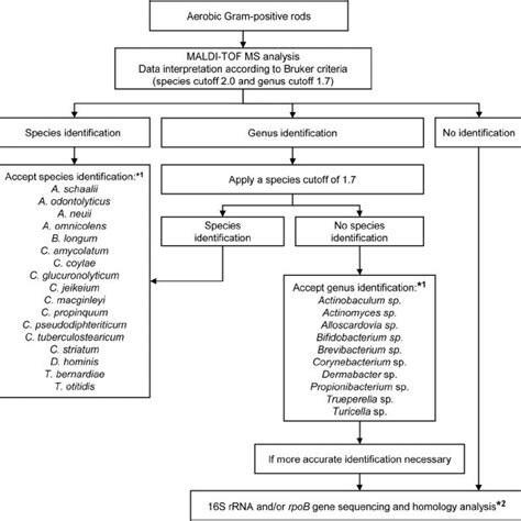 Algorithm For The Identification Of Gram Positive Rods In Routine