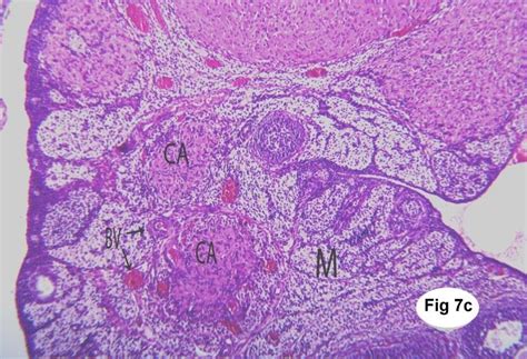 Photomicrographs Of The Ovary Of Adult Female Rat Subjected To Long