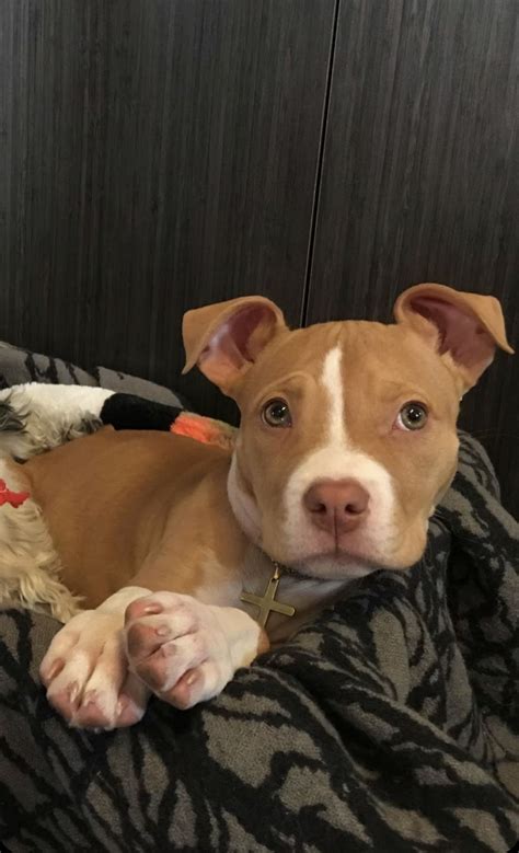 Pitbull Breeds And Their Differences In Behavior Artofit